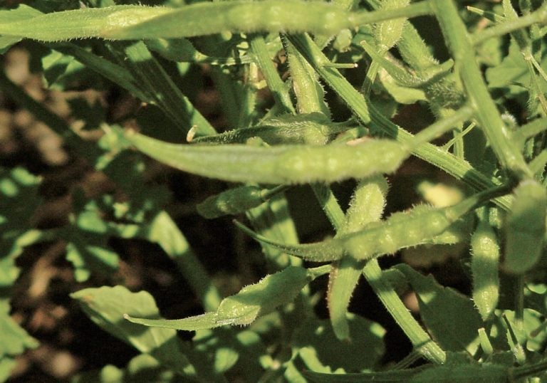 Finding the 'new normal' for mustard acreage - Country Guide