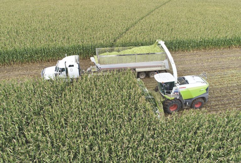 Forage fed vs. corn silage in dairy cattle - Country Guide