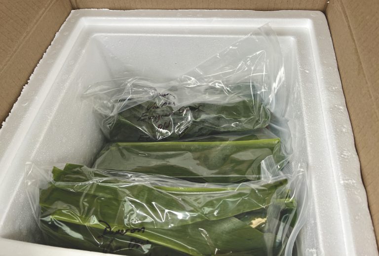 Sampling plant tissue for a mid-season boost - Country Guide