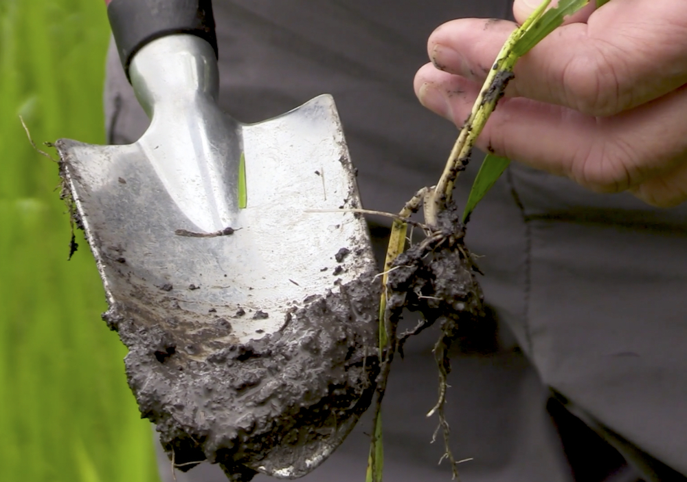 Prairie Crop Update with Bruce Burnett - Country Guide
