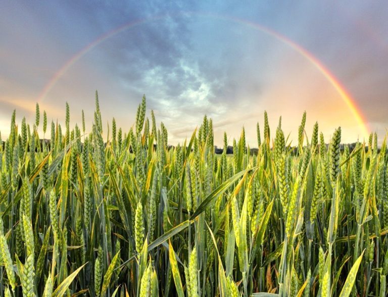 Second spring wheat futures market on the horizon - Country Guide