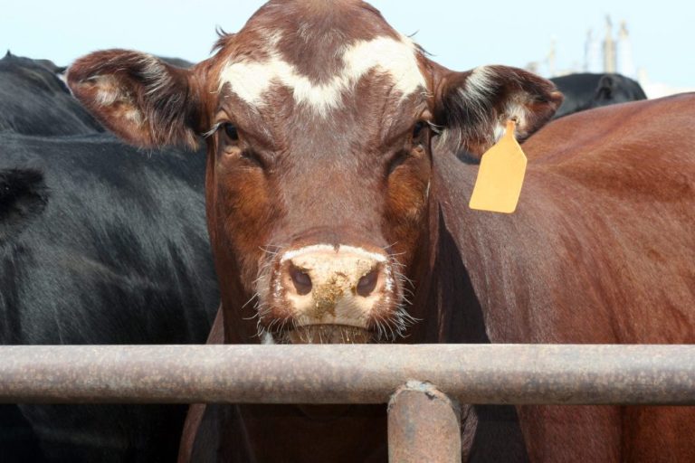 U.S. livestock: Cattle mixed, hogs higher - Country Guide