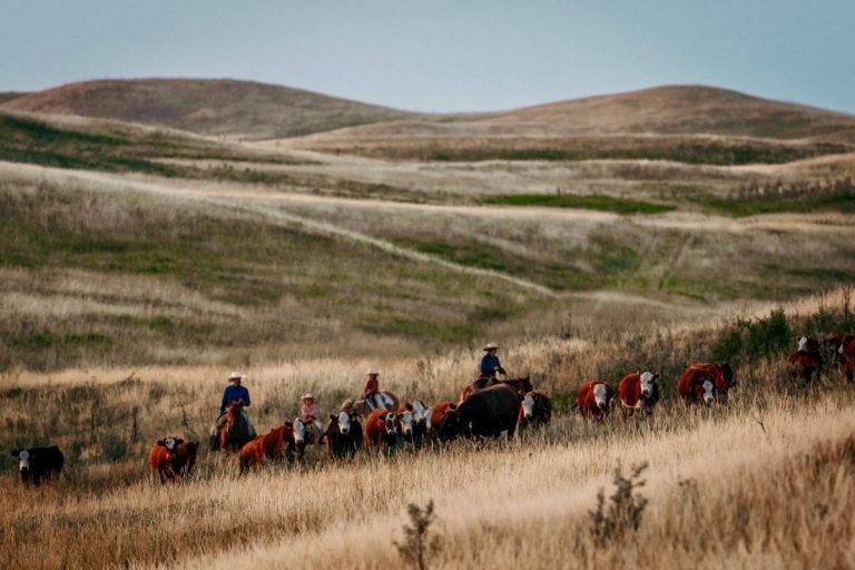 Adapting, innovating and thriving in Saskatchewan agriculture - Country ...