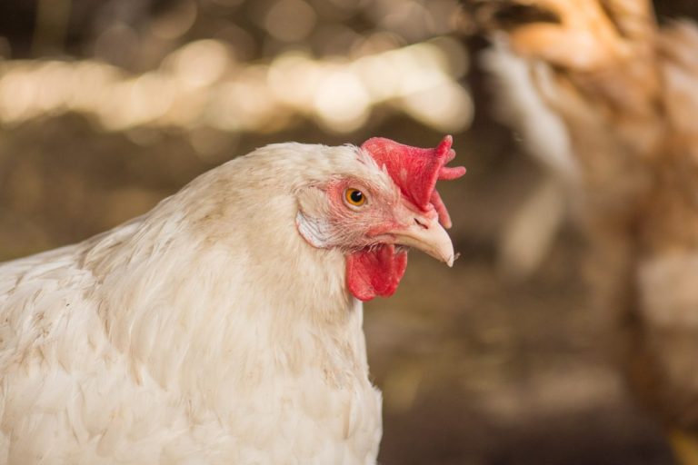 National pullet and laying hen code amended - Country Guide