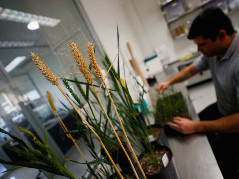 GM wheat gets closer to reality in U.S. - Country Guide