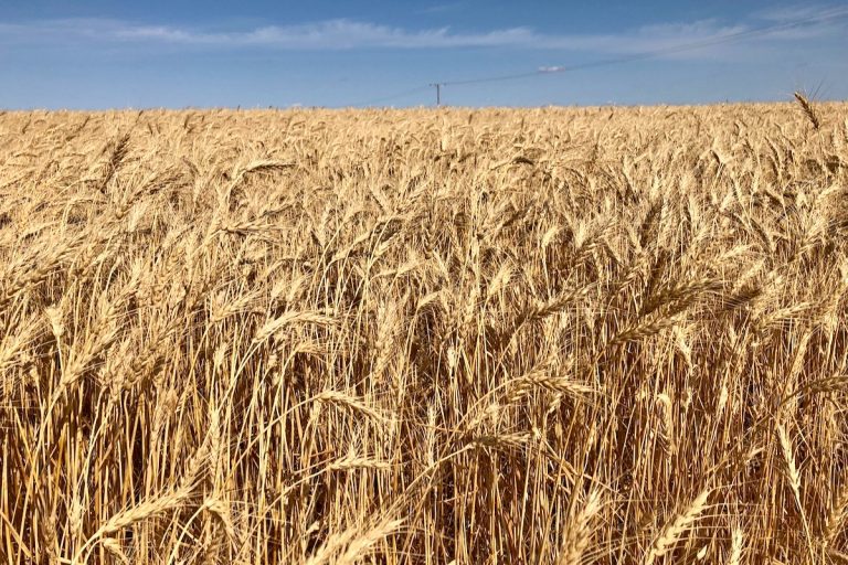 Prairie spring wheat bids mixed - Country Guide